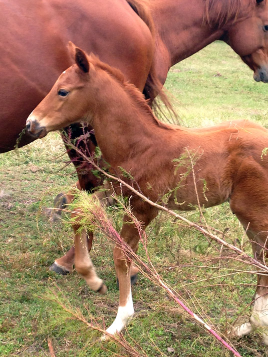 Equine Reproduction Services - Ferguson and Associates Equine Hospital